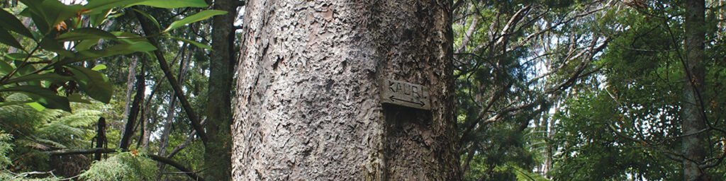 About Kauri Dieback Disease - Kaipatiki Community Facilities Trust